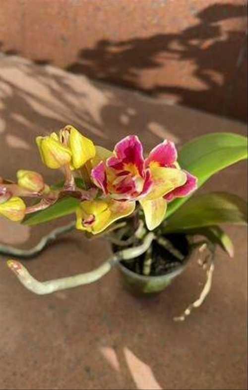 Орхидея фаленопсис Сого Готрикс
