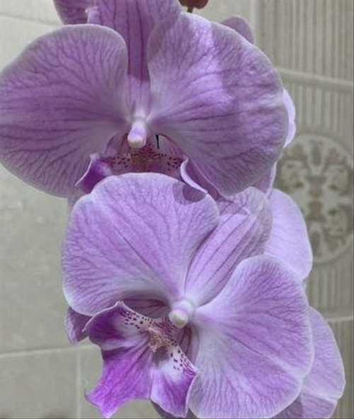 Орхидея фаленопсис Big Lip