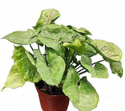 Сингониум подофилум Роксана D 12