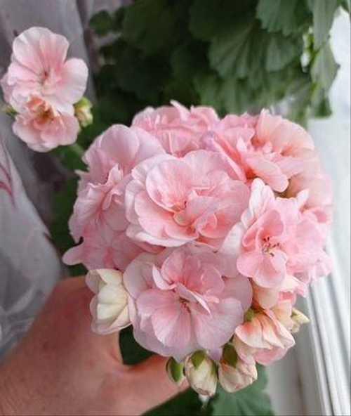 Пеларгония герань