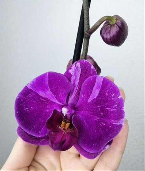 Орхидея с мутацией African Queen