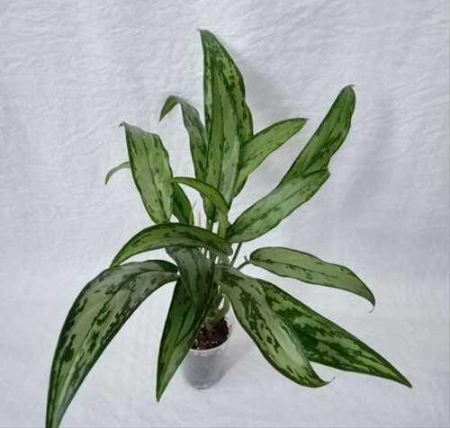 Аглаонема Кутласс(Aglaonema Cutlass)