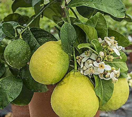 Лимон Липо (Citrus Limon x Citrus Paradisi Lipo, I