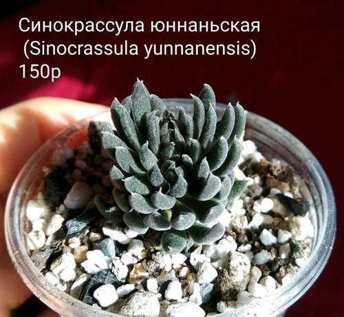 Синокрассула юннаньская (Sinocrassula yunnanensis)