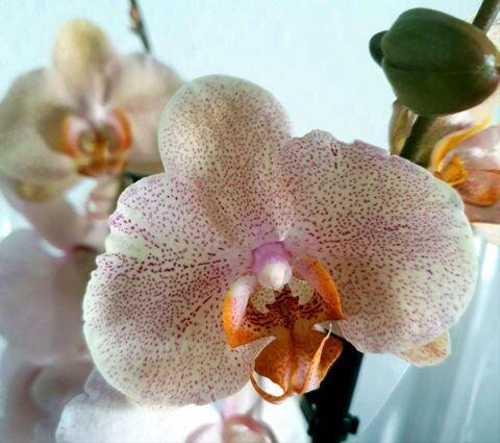 Редкие окрасы new Орхидея Фаленопсис 964032