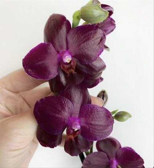 Орхидея фаленопсис Сого релекс
