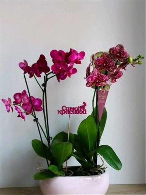 Композиция из Орхидей живые фаленопсис 91739