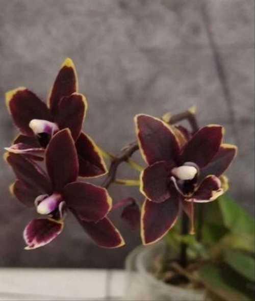 Мини Орхидеи фаленопсисы