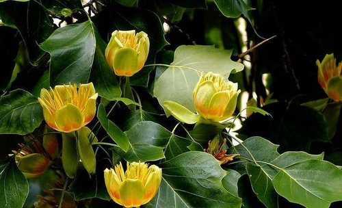 Liriodendron
