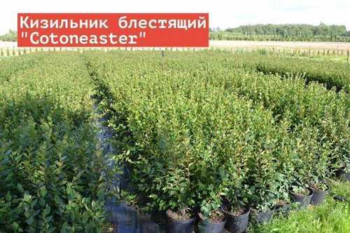 Кизильник блестящий Cotoneaster /100-120