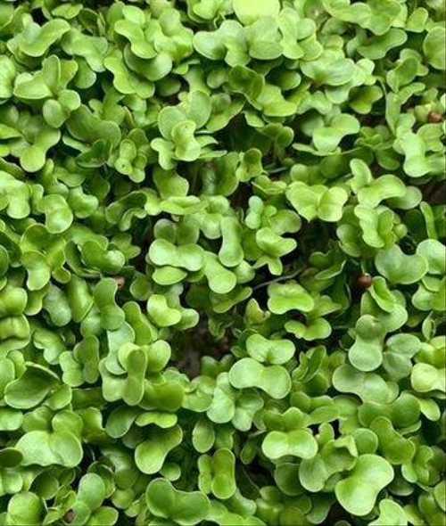 Микрозелень семена: Брокколи Рапини (100 гр)