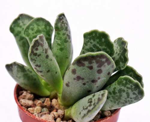 Адромискус Купера (Adromischus Cooperi)