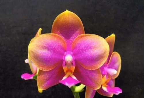 Орхидея Phal. Al Redsun Queen ‘Caribbean Sunset’