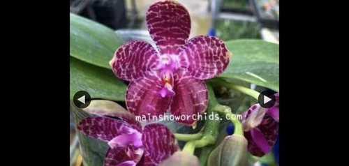 Орхидея фаленопсис гибрид double dranon x гигантея