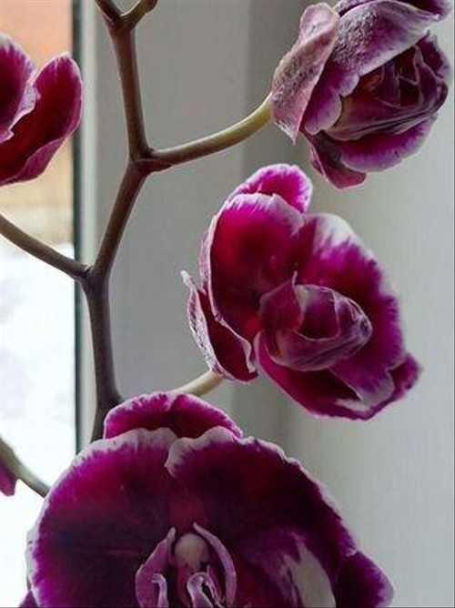 Орхидея фаленопсис Каменная роза, Попугай