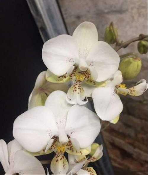 Орхидея пико чип фото и описание
