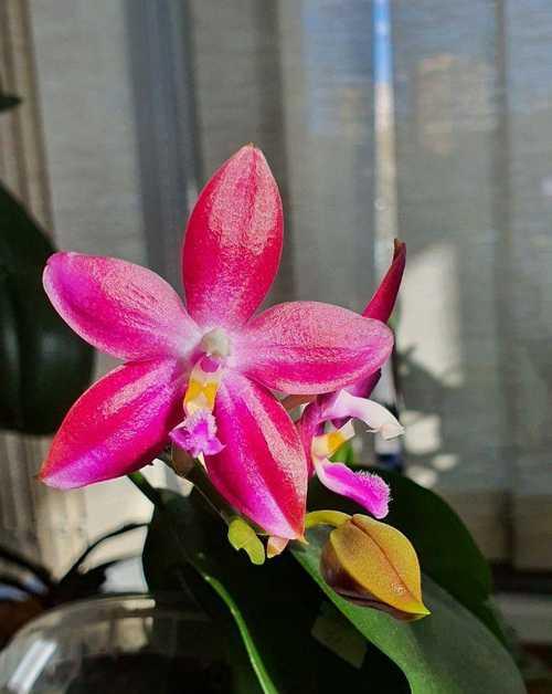 Орхидея Phalaenopsis Samera tetraspis 'C1'