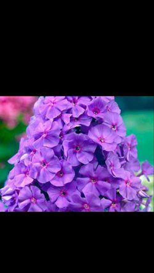 Флокс метельчатый