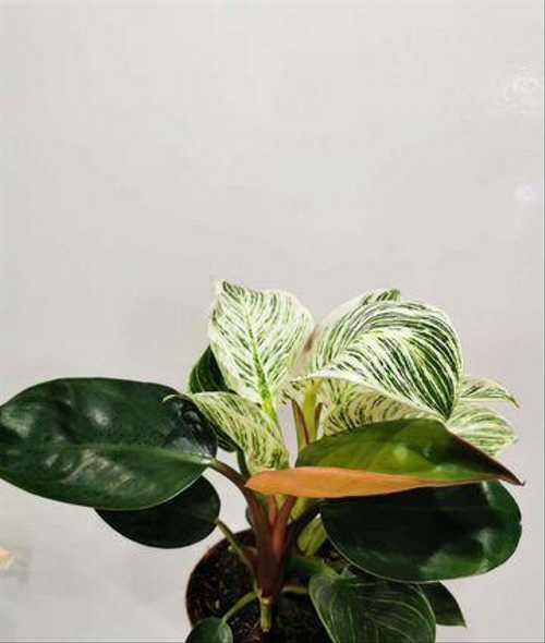 Филодендрон микс