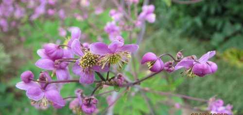 Василистник Рохебруна