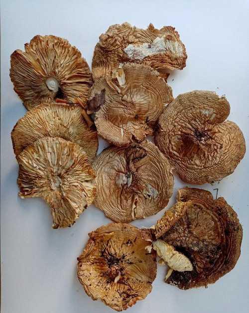 Пантерные мухоморы Amanita pantherina