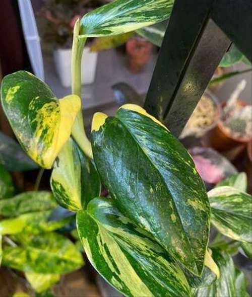 Monstera standleyana yellow