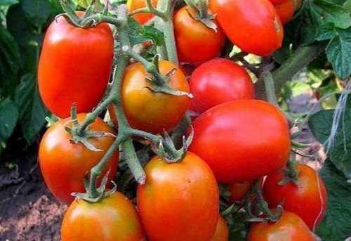 Помидоры (томаты), рассада
