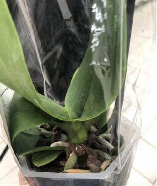 Орхидея фаленопсис сорт кимоно пелорик