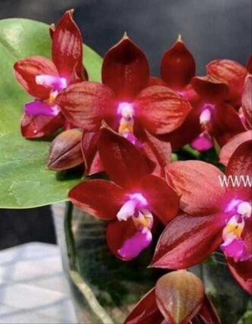 Орхидея фаленопсис Phal. Tying Shin Fly Eagle ‘Red