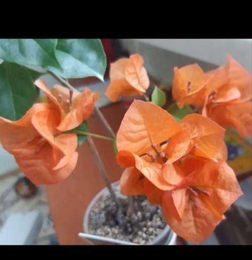 Бугенвиллия Scarlet Glory Orange