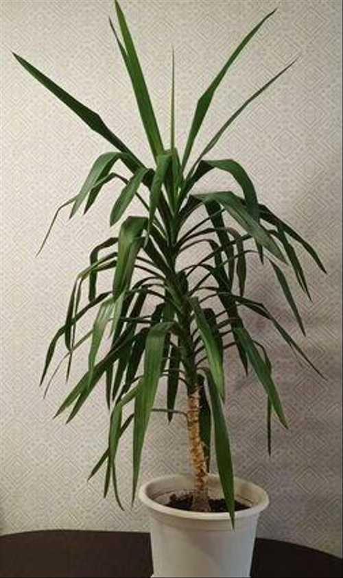 Комнатное растение Юкка 150 см