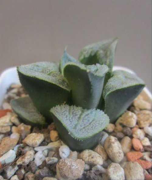Хавортии (Haworthia) из моей коллекции