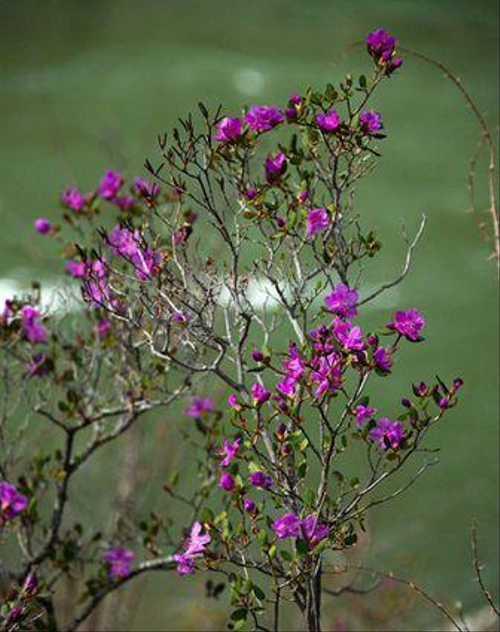Семена рододендрона ледебура