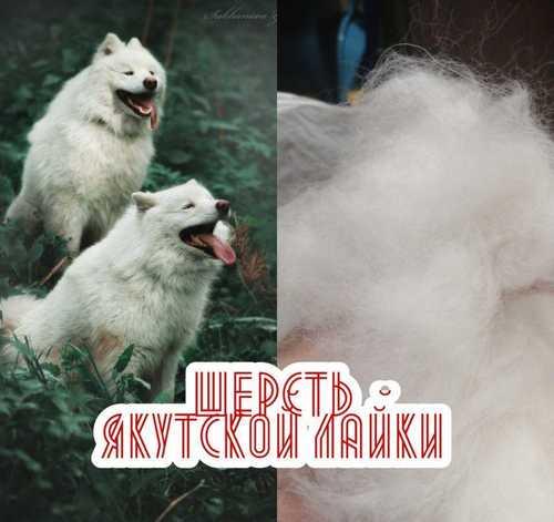 Шерсть