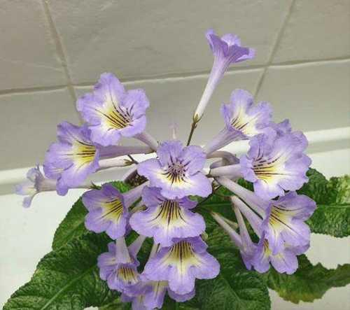 Стрептокарпус мини