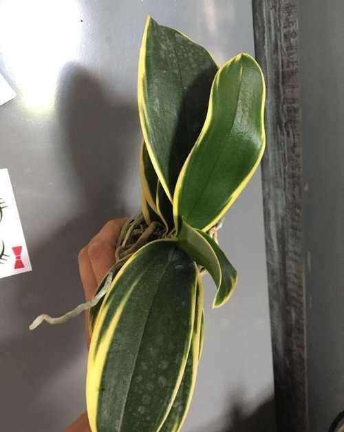 Вариантная орхидея Сого Вивьен