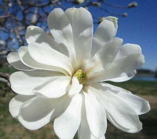 Магнолия звездчатая "Роял Стар" Royal Star