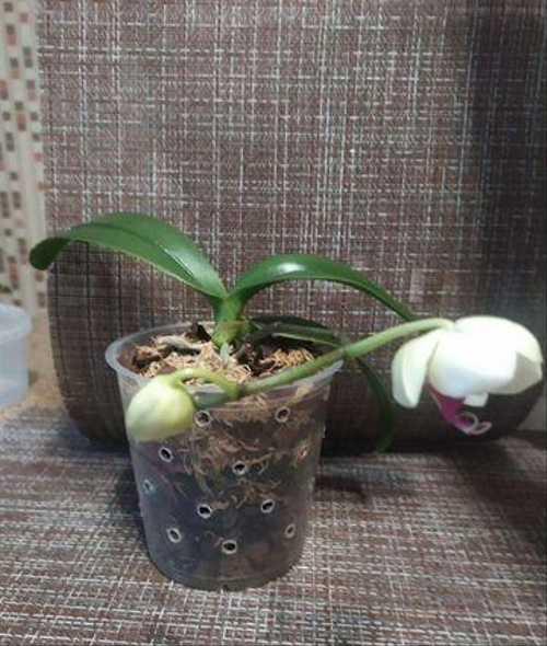 Орхидея фаленопсис Red Lip
