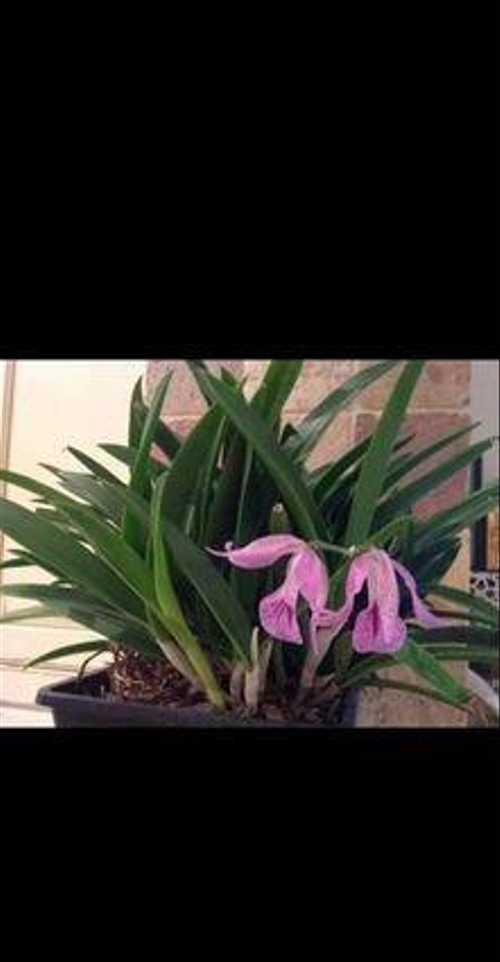 Орхидея каттлея Bc. Maikai (Brassavola Nodosa x Ca