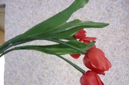 Цветок тюльпан