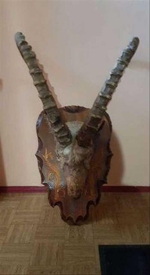 Рога горного козла