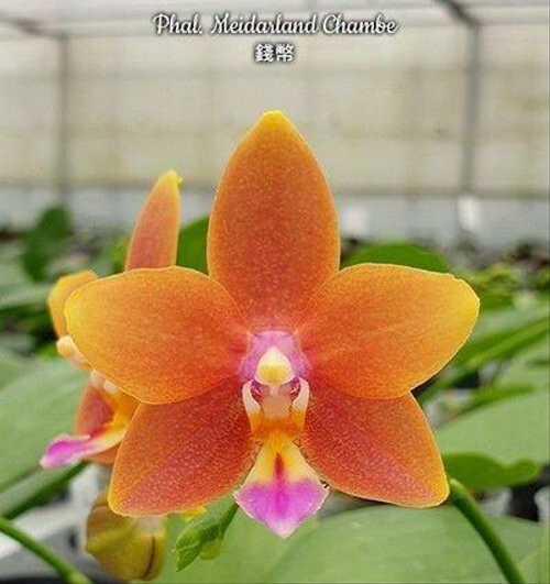 Орхидея Phal. Meidarland Chambe