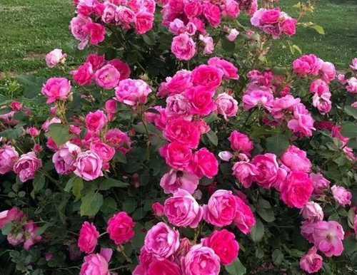 Роза не требует укрытия обильно цветёт