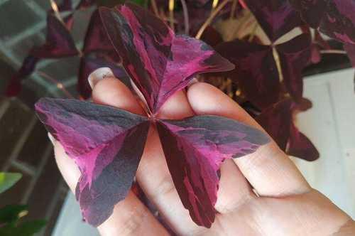 Oxalis Triangularis оксалис с розовой вариегатност