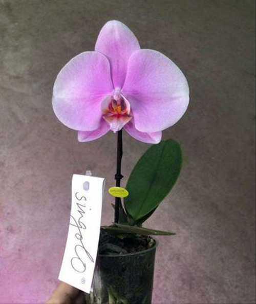 Орхидея Синголо