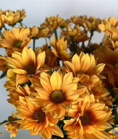 Хризантема кустовая