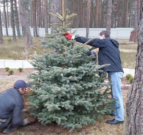 Продаю Голубые Ели, Горная Сосна