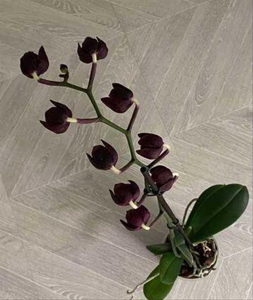 Орхидея фаленопсис черный мутант