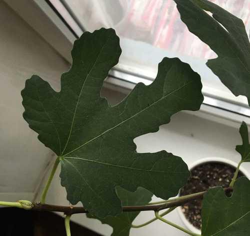 Инжир (Ficus carica)