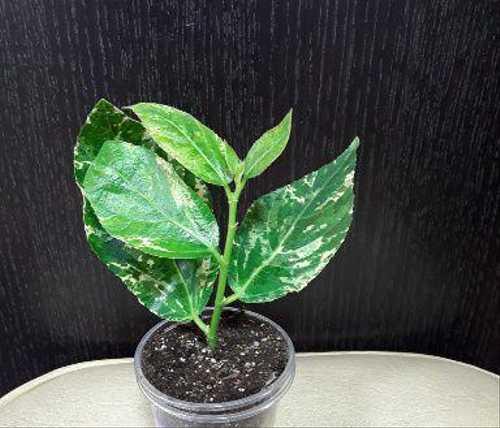 Ficus Erecta variegata